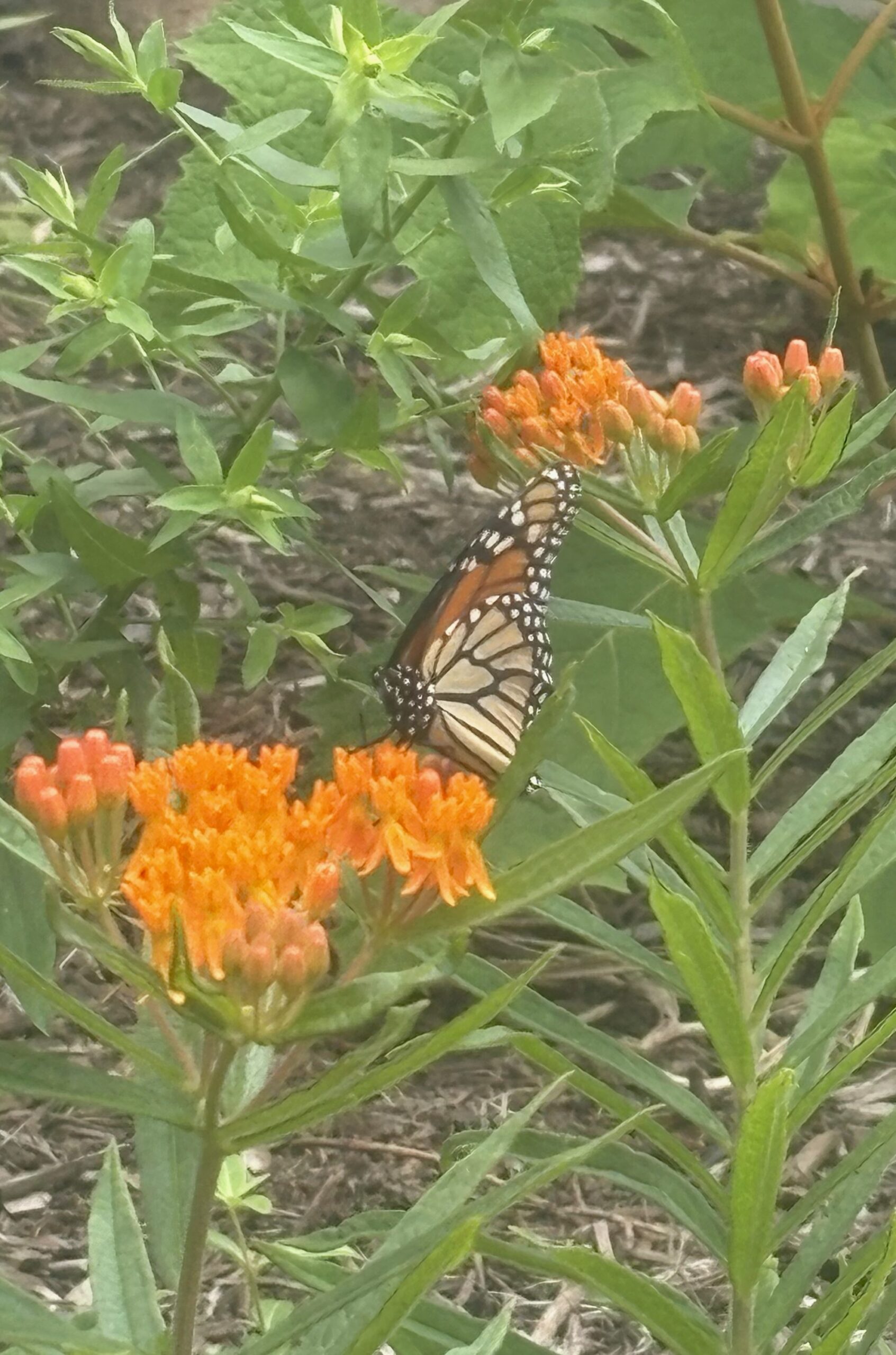 BUTTERFLIES LOVE THE WEED - Red Bank Green