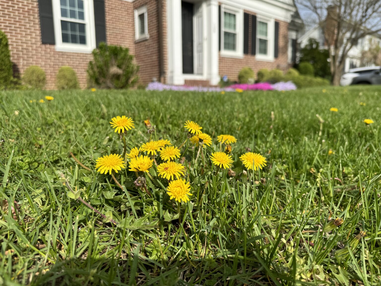 RED BANK: DANDELION DISPLAY CONTEST - Red Bank Green